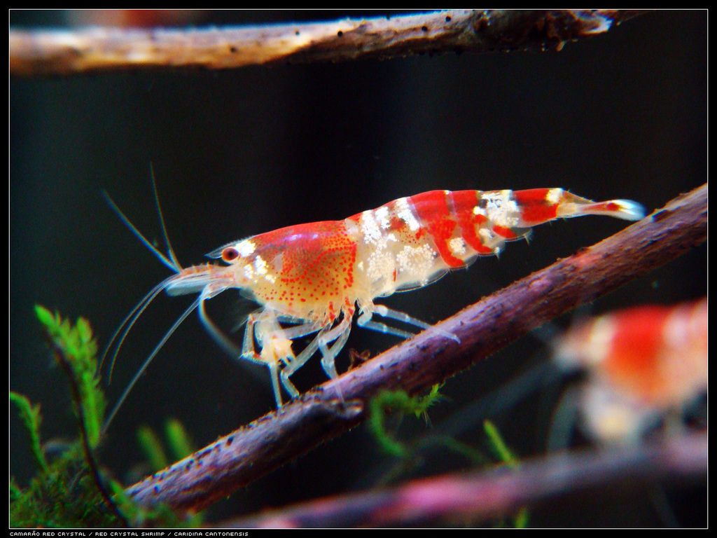 Caridina (California Academy of Sciences, Water Planet Gallery ...