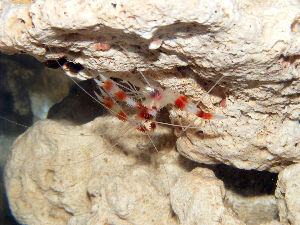 Stenopus (California Academy of Sciences, Water Planet Gallery ...