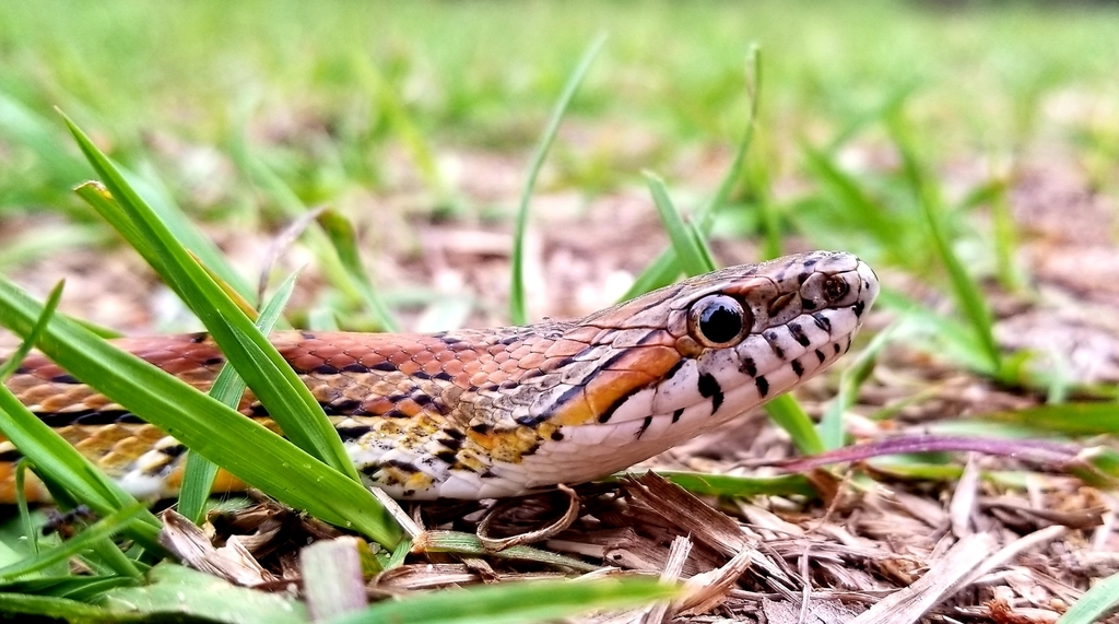 Corn Snake from Cusseta, GA 31805, USA on April 12, 2019 at 06:56 PM by ...