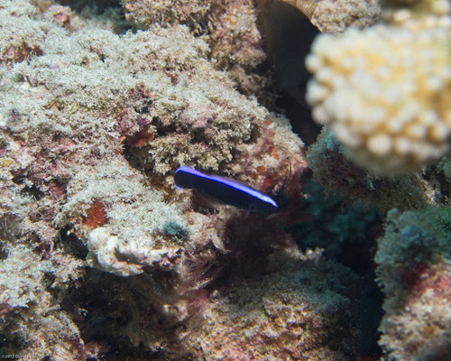 Hawaiian Cleaner Wrasse (Reef Fish of the Hawaiian Islands) · iNaturalist
