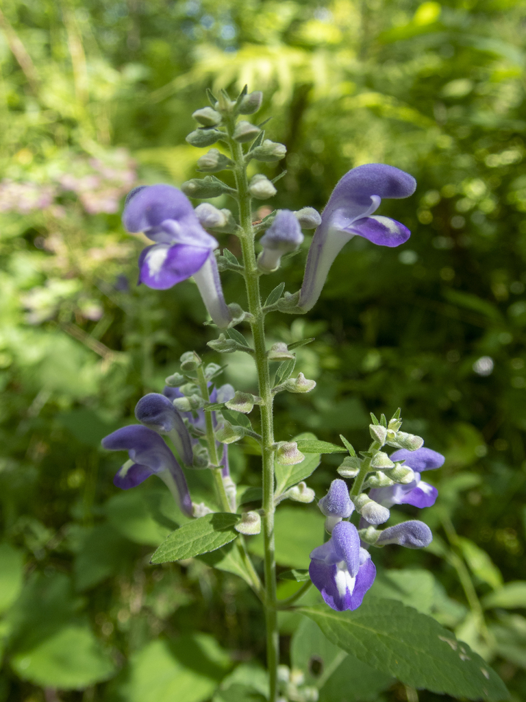 Downy Skullcap from Shepard Settlement, Onondaga County, NY, USA on ...
