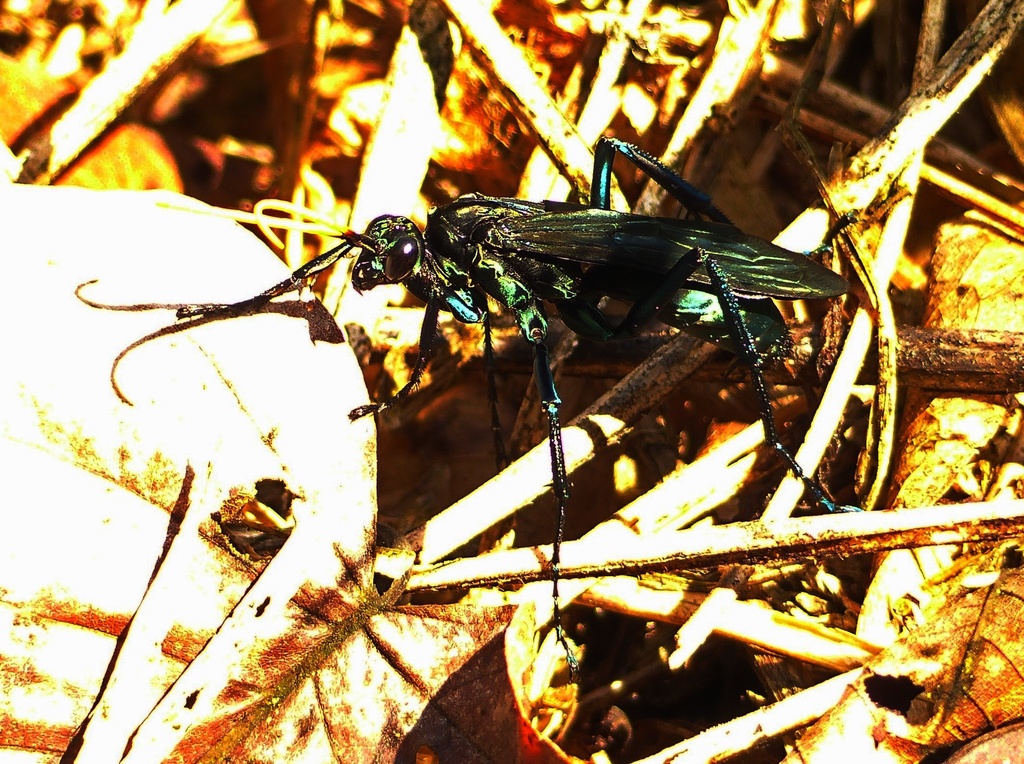 Pepsinae from Zona rural de Paudalho - Pernambuco on September 4, 2016 ...