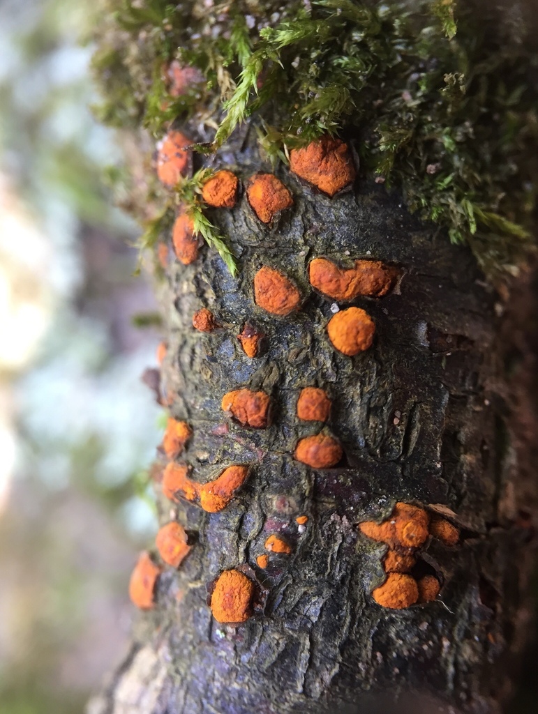 orange hobnail canker (Spring Fungi of the Greater Washington DC Area ...