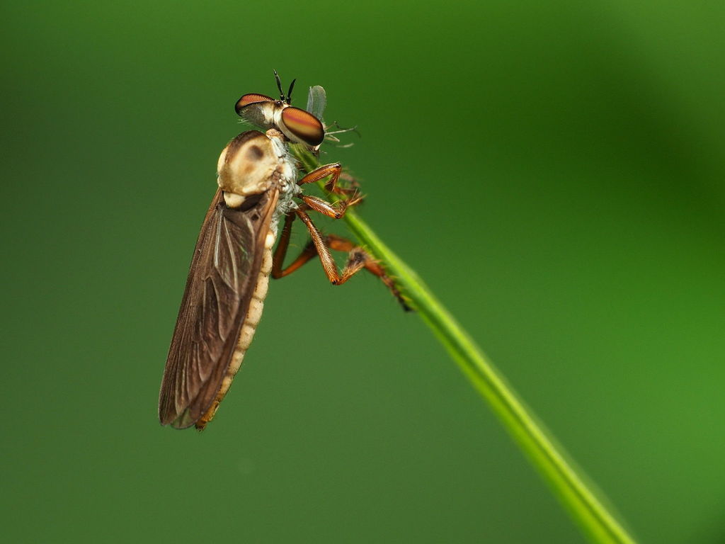 Gnat Ogres from Montgomery, Maryland, United States on August 24, 2020 ...