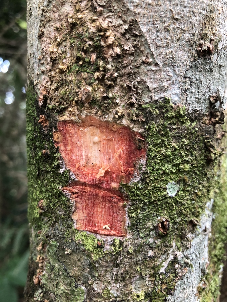 Protium glabrescens in August 2020 by dmcruz42. Individuo 287 · iNaturalist