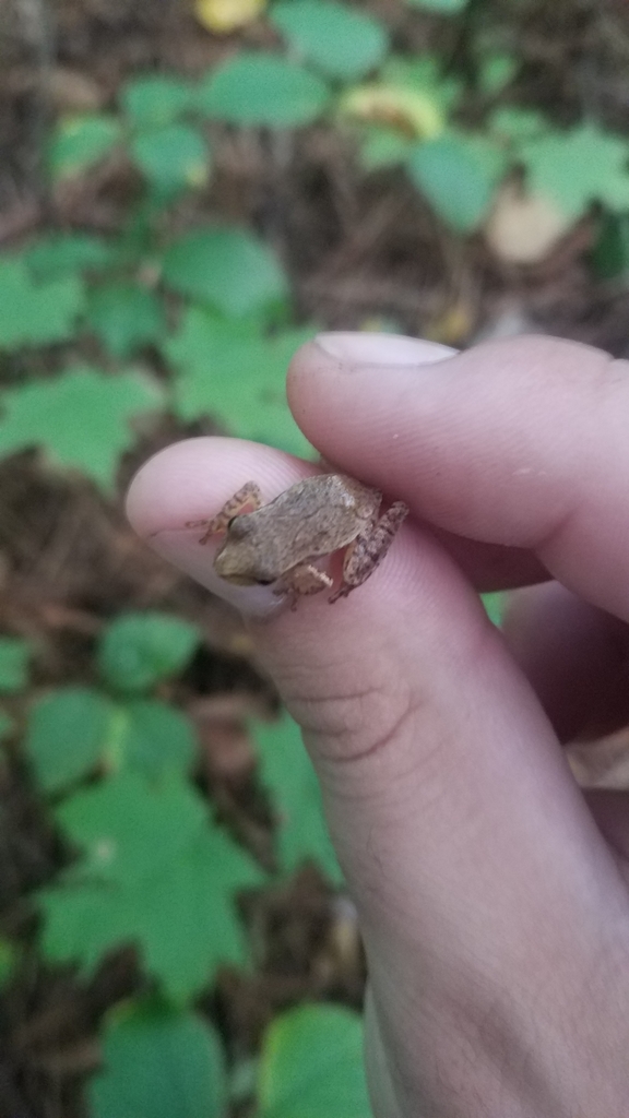 Spring Peeper from Saukville, WI, USA on August 31, 2020 at 06:42 PM by ...