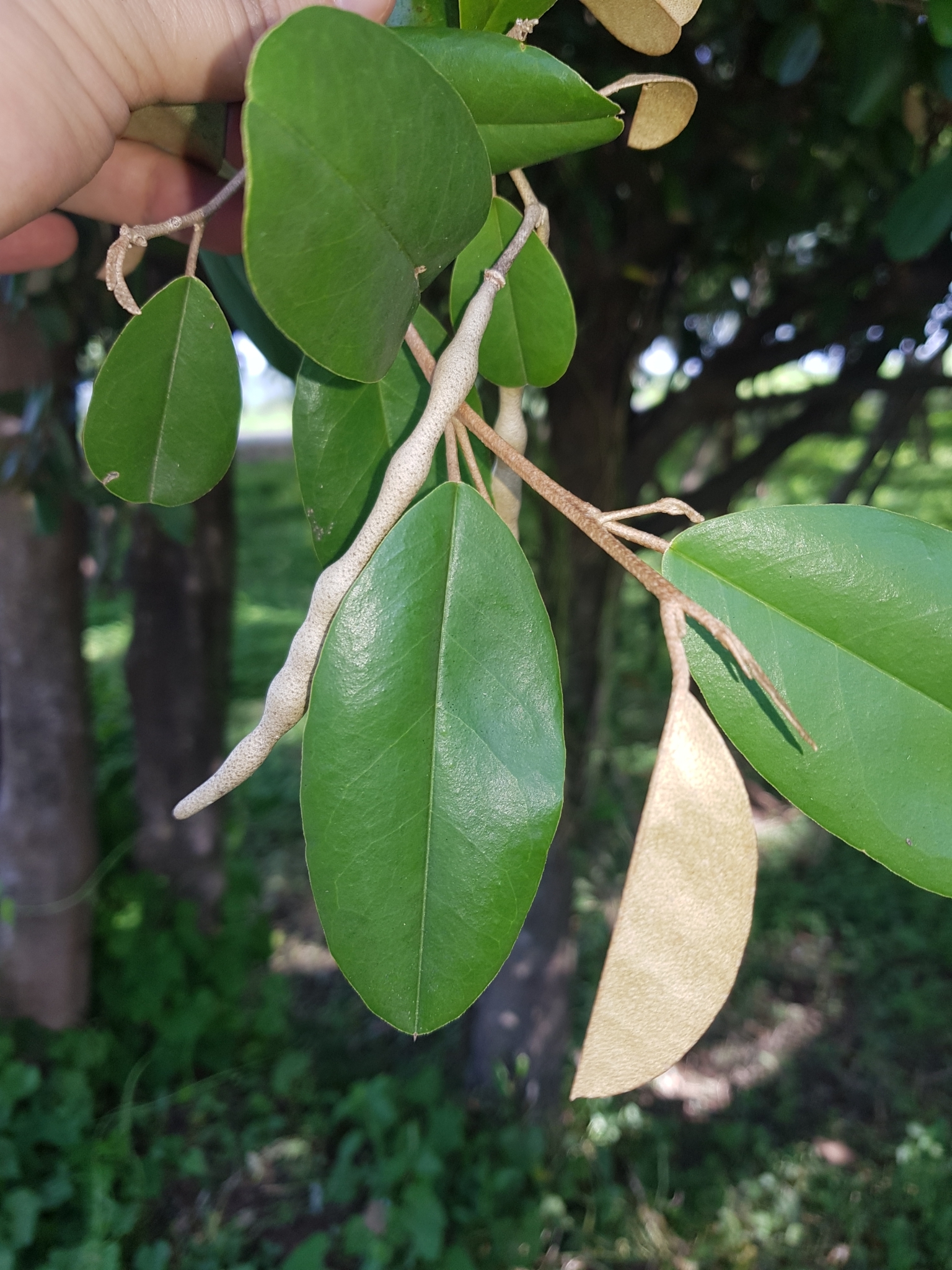 Quadrella odoratissima (Jacq.) Hutch.