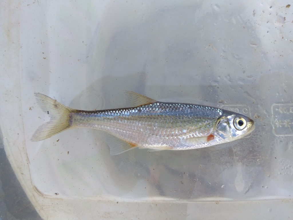 Russian Spirlin (Alburnoides rossicus) - Marine Life Identification