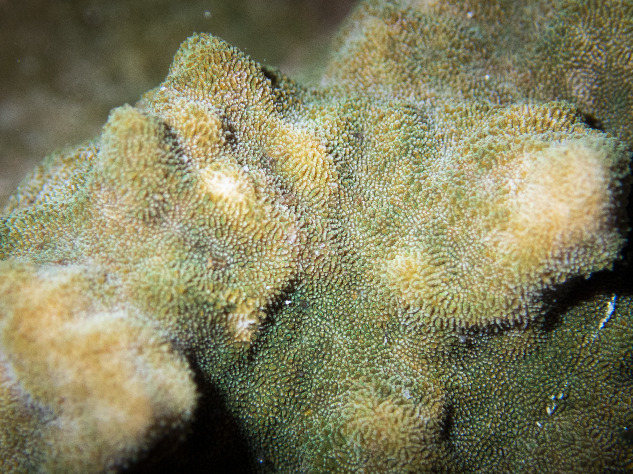 Psammocora nierstraszi Van der Horst, 1921