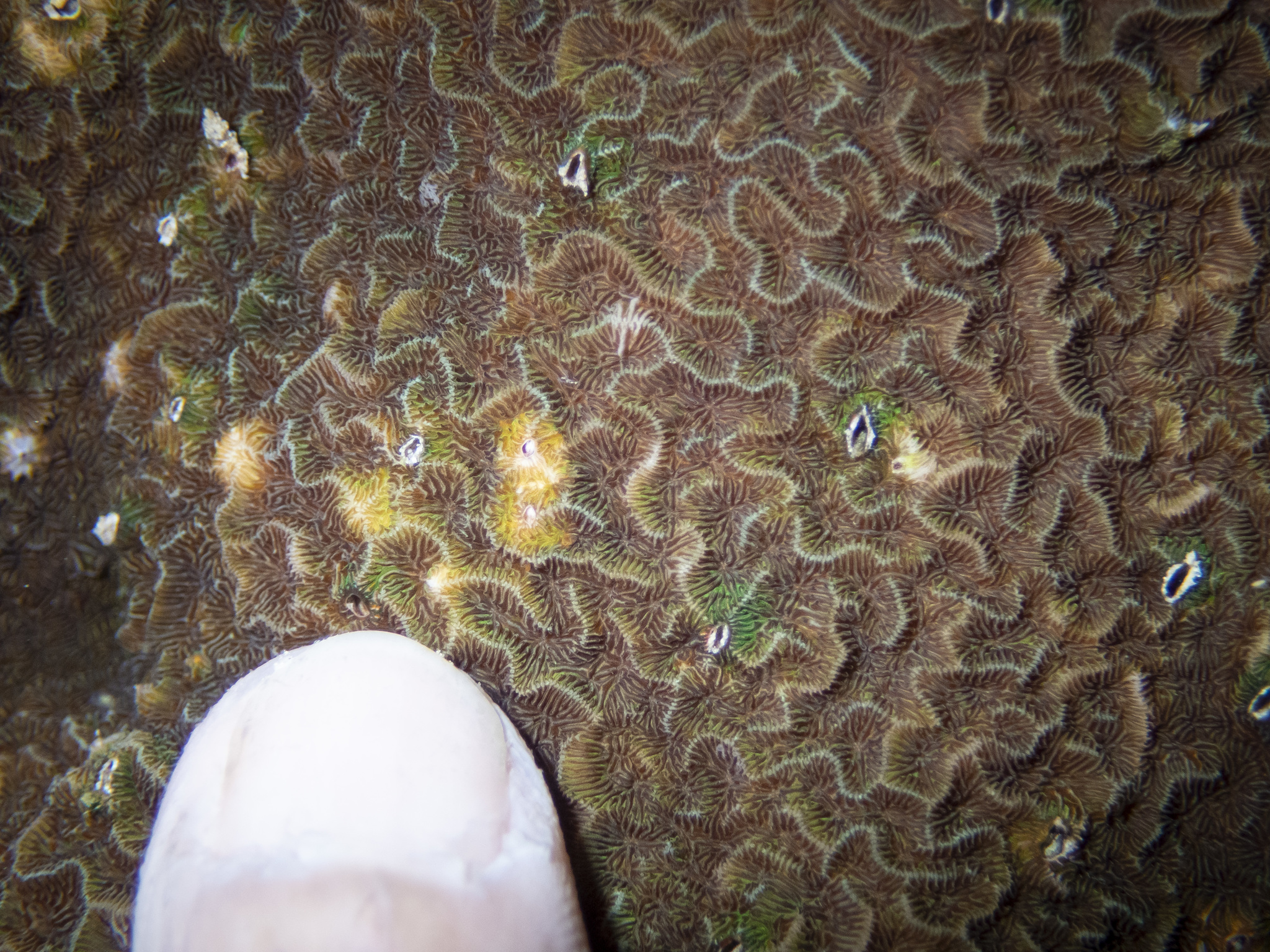 Pavona venosa (Ehrenberg, 1834)