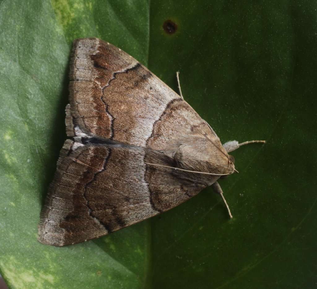 Castor Semi-looper from Kununurra WA 6743, Australia on March 31, 2010 ...