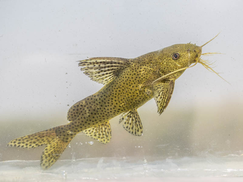 spotted squeaker from Ngamiland North, Botswana on August 27, 2020 at ...