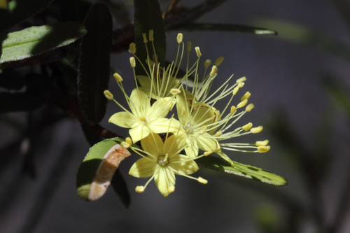 Phebalium graniticola · iNaturalist