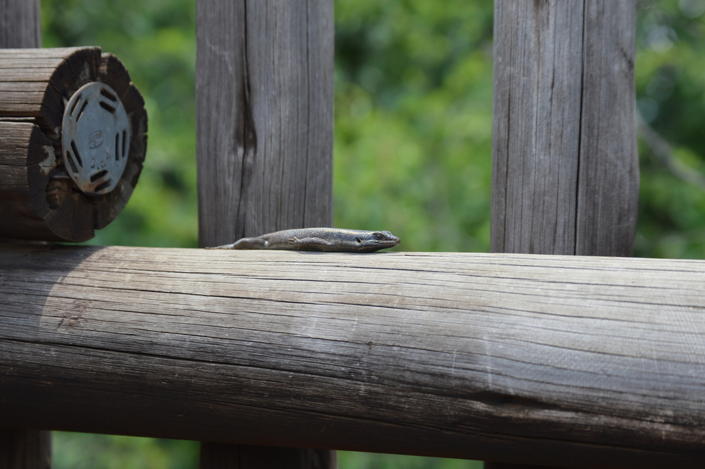 Speckled Rock Skink from pilanesberg on January 10, 2017 at 05:22 AM by ...