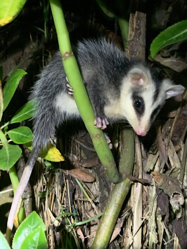 Chucha orejiblanca desde La Calera, Cundinamarca, CO el 04 de mayo de ...