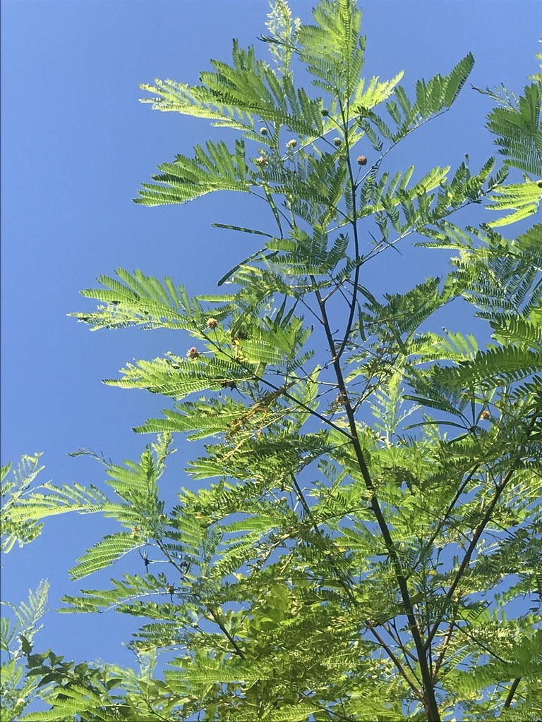 White leadtree from Carretera Tampico-Ciudad Mante, Altamira, TAMPS, MX ...