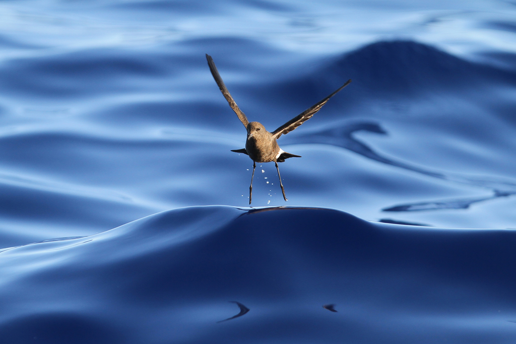 Tubenoses (Procellariiformes) - Avian Discovery