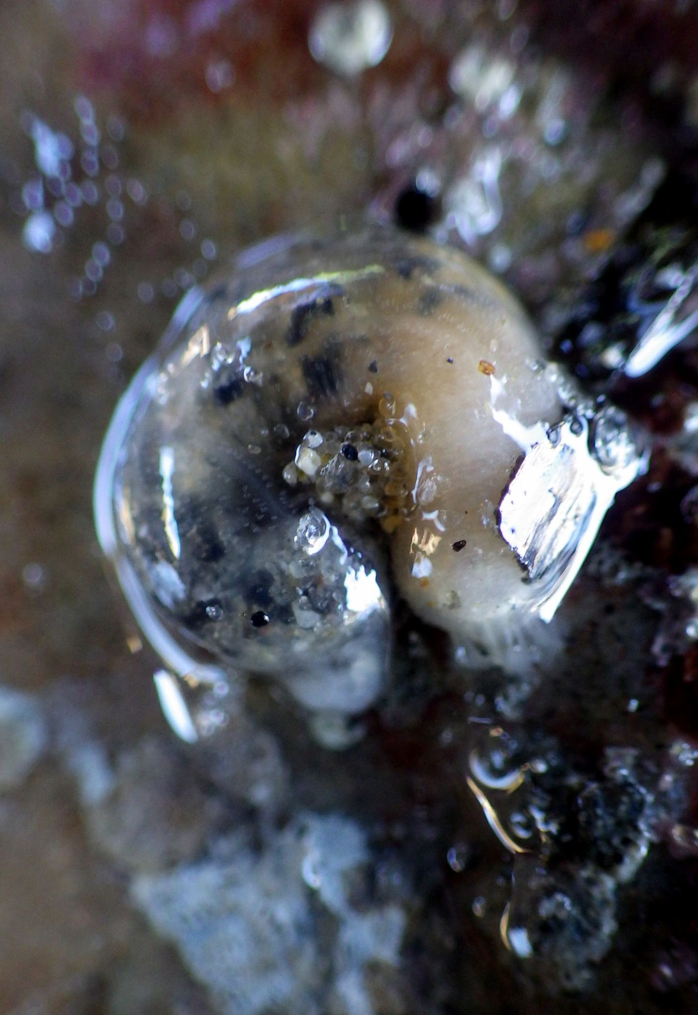 Leptosynapta dolabrifera (Stimpson, 1855)