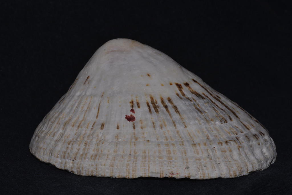 Giant limpet from Rottnest Island WA 6161, Australia on August 25, 2019 ...