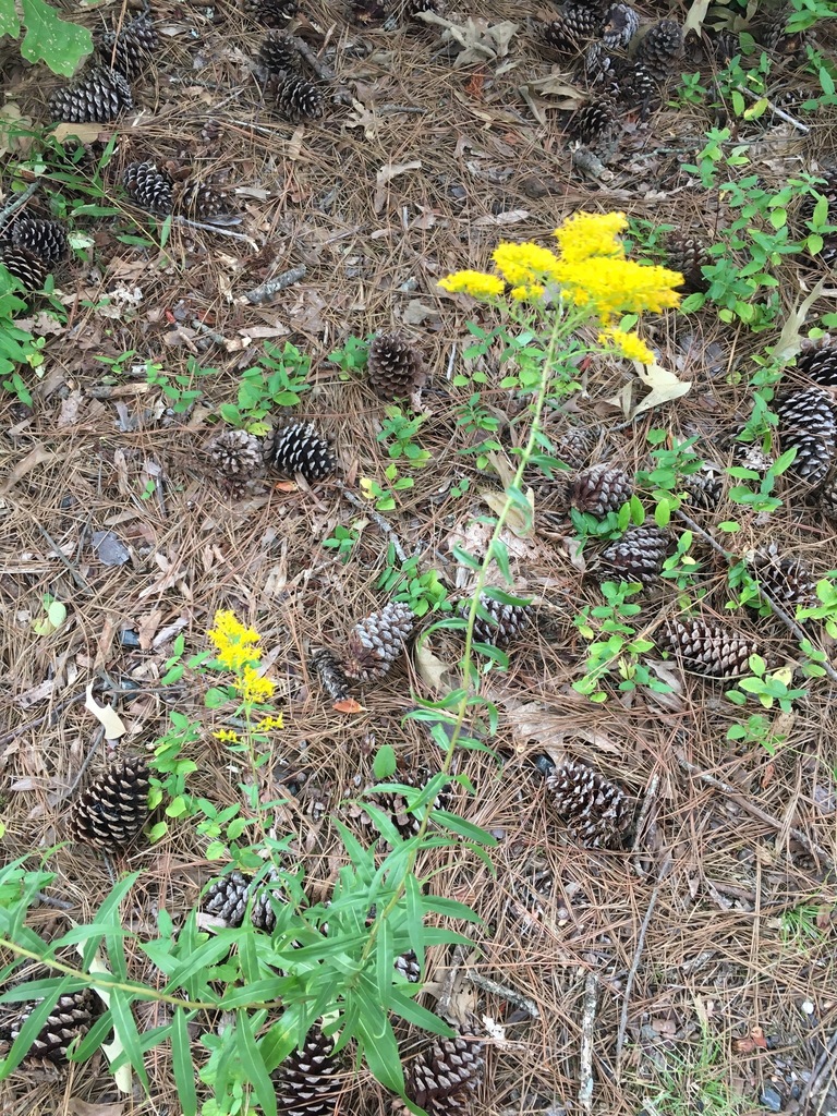 Sweet Goldenrod from Woodlake, VA, USA on August 31, 2020 at 04:28 PM ...
