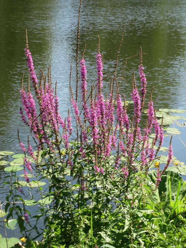 Purple Loosestrife (Black Hills Invasive Plant Guide) · iNaturalist