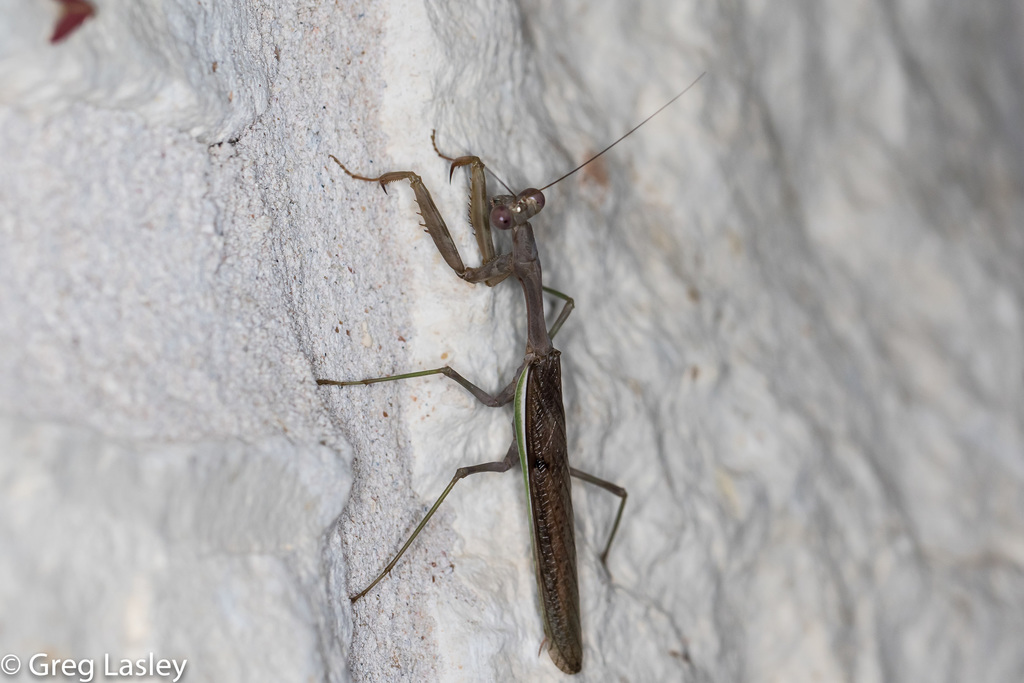 Arizona Mantis from 222 Peabody Pl, Dripping Springs, TX 78620, USA on ...