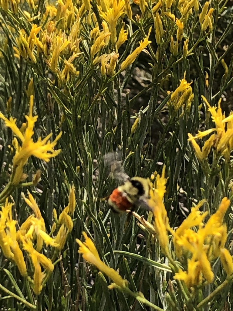 Hunt's Bumble Bee from Mono County, US-CA, US on August 31, 2020 at 02: ...
