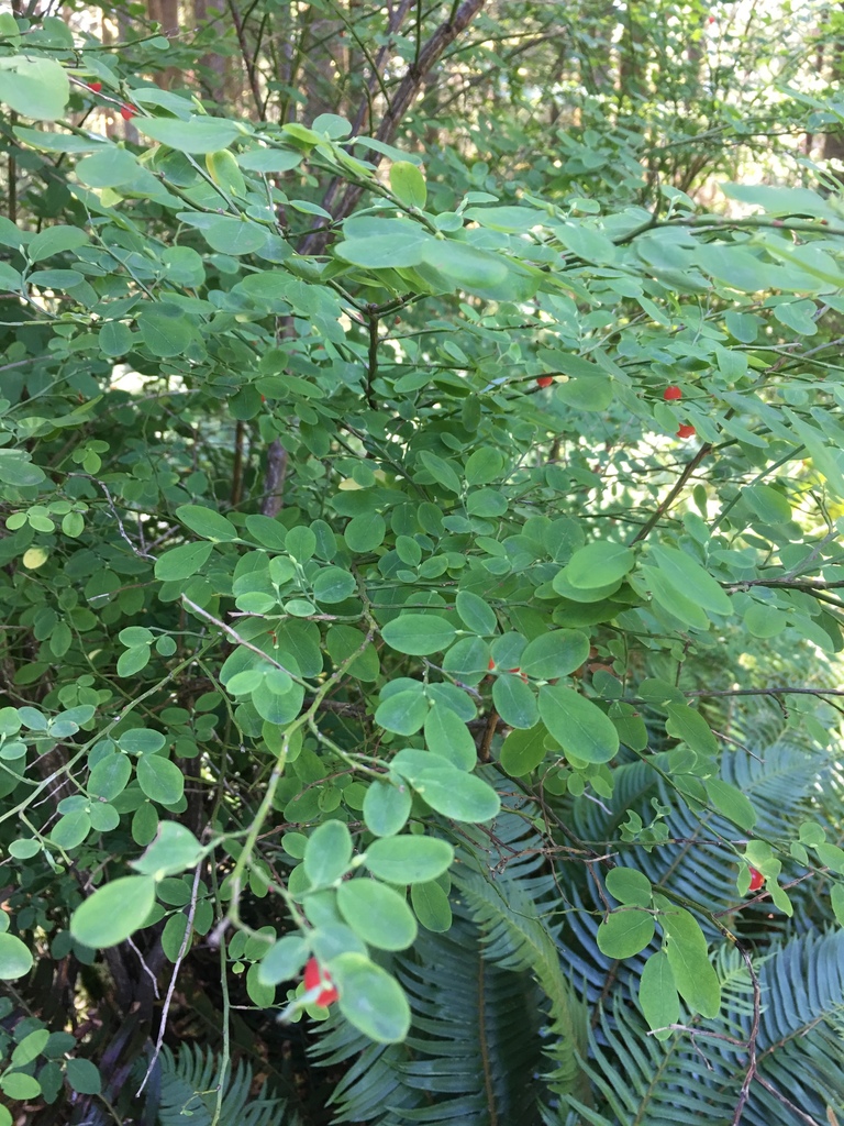 Red Huckleberry from 24710 NE Berlin Rd, Battle Ground, WA, US on July ...