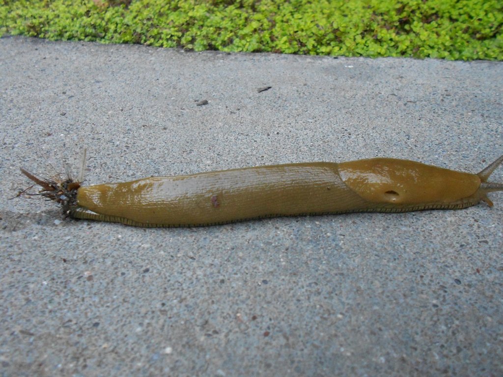 Button's Banana Slug from Marin County, CA, USA on July 8, 2015 at 08: ...
