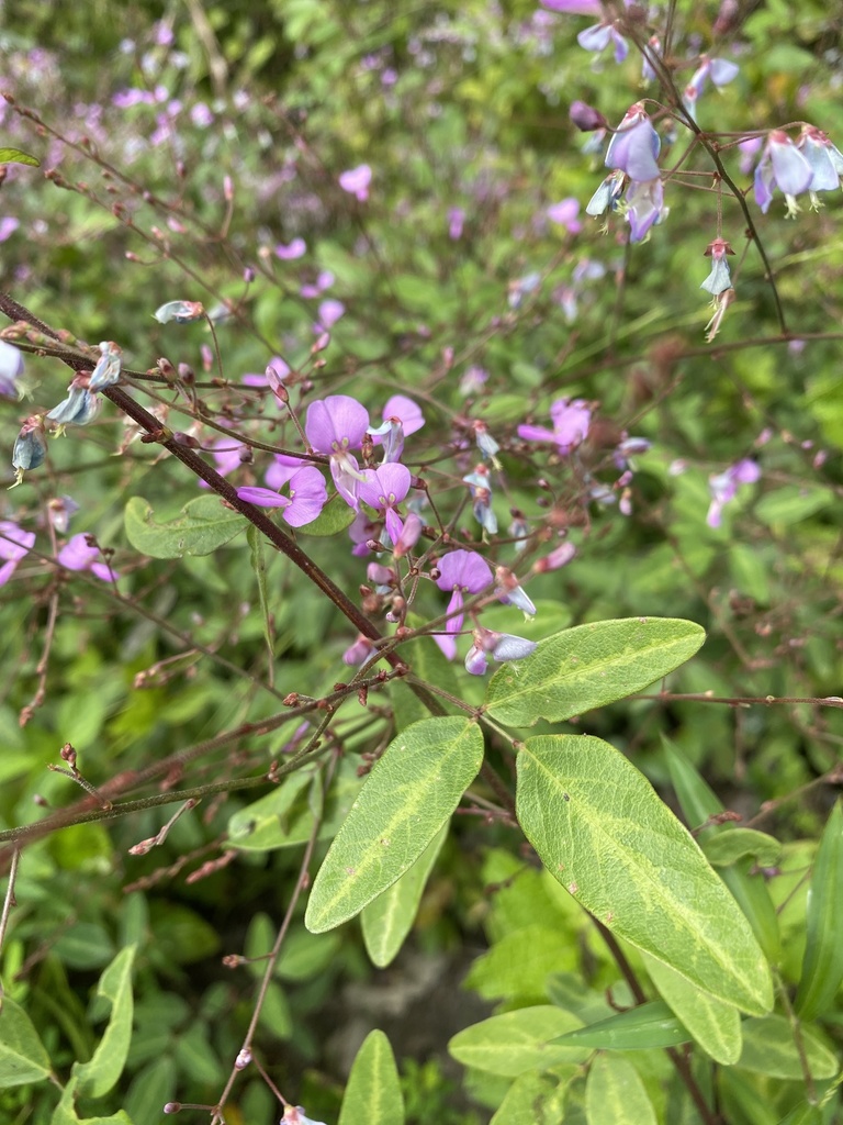 Desmodium paniculatum from Union Hope Rd, King And Queen Court House ...