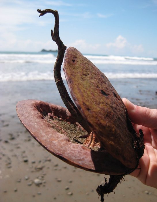 Mora oleifera in November 2008 by Kate Rothra Fleming · iNaturalist
