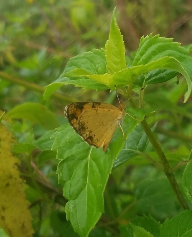 Butterflies from St. Louis, MO 63110, USA on September 1, 2020 at 11:39 ...