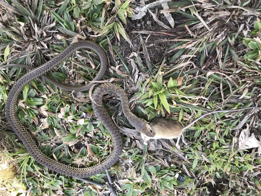 Patagonian Racer from Rua Uriel Ângelo Valezini, Mogi das Cruzes, SP ...