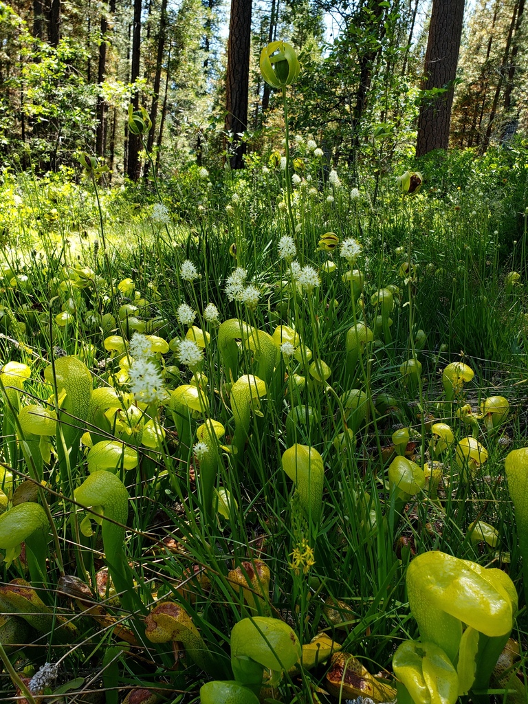 California pitcher plant (Sarraceniaceae (Pitcher-plant) of the Pacific ...