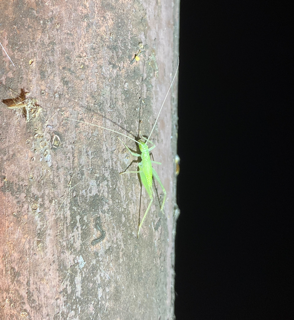 Common Tree Crickets from Central San Jose, San Jose, CA, USA on July ...