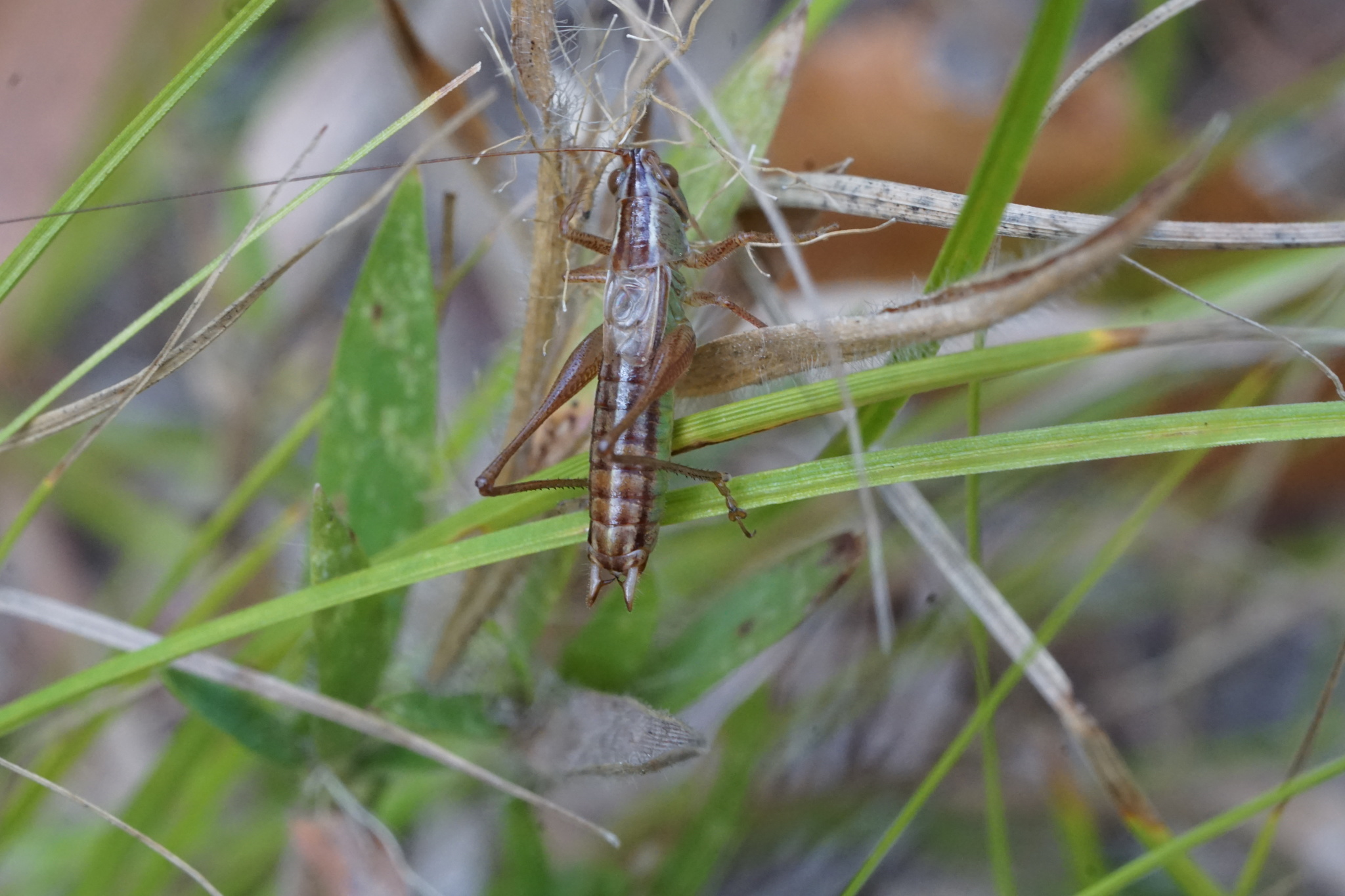 Conocephalus saltans (Scudder, 1872)