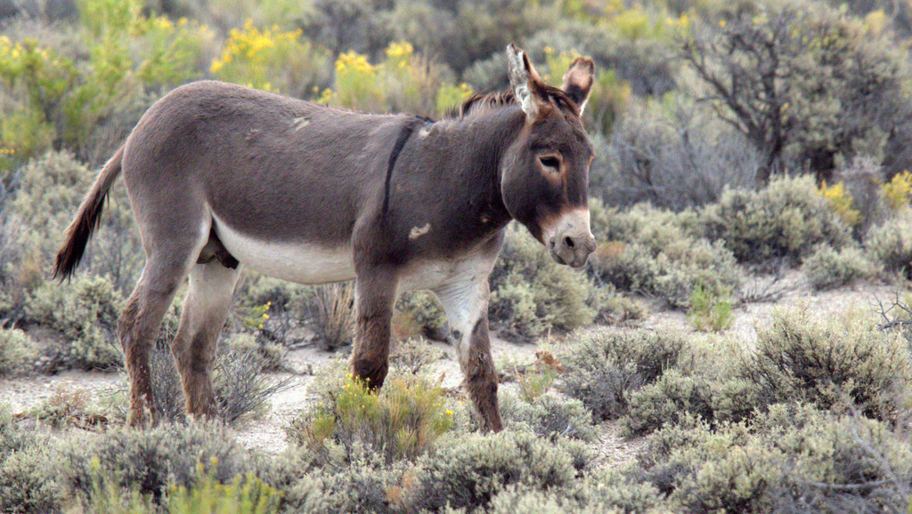 Donkey from Humboldt County, NV, USA on August 25, 2020 at 07:36 PM by ...