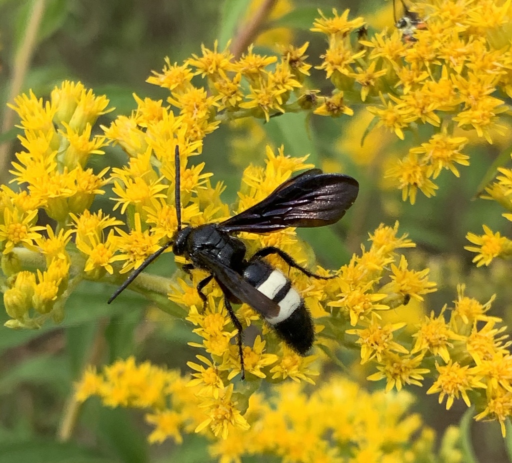 Double-banded Scoliid Wasp from First Pittsburg Dr, Savannah, TN, US on ...