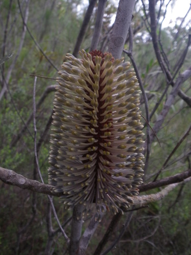 Banksia plagiocarpa · iNaturalist Australia