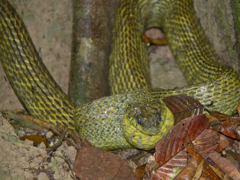 Amazon Puffing Snake (Spilotes sulphureus) - Snakes and Lizards