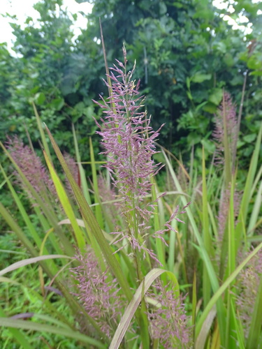Tall Flat Panicgrass (Coleataenia pulchra) · iNaturalist
