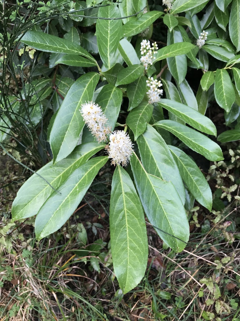 Cherry laurel from Botanical Hill, Maitai, Nelson, NZ on September 01 ...