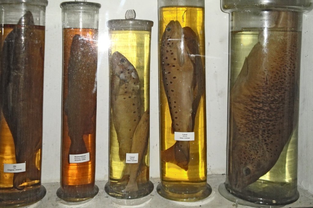 Sevan Trout (Salmo ischchan) - Marine Life Identification