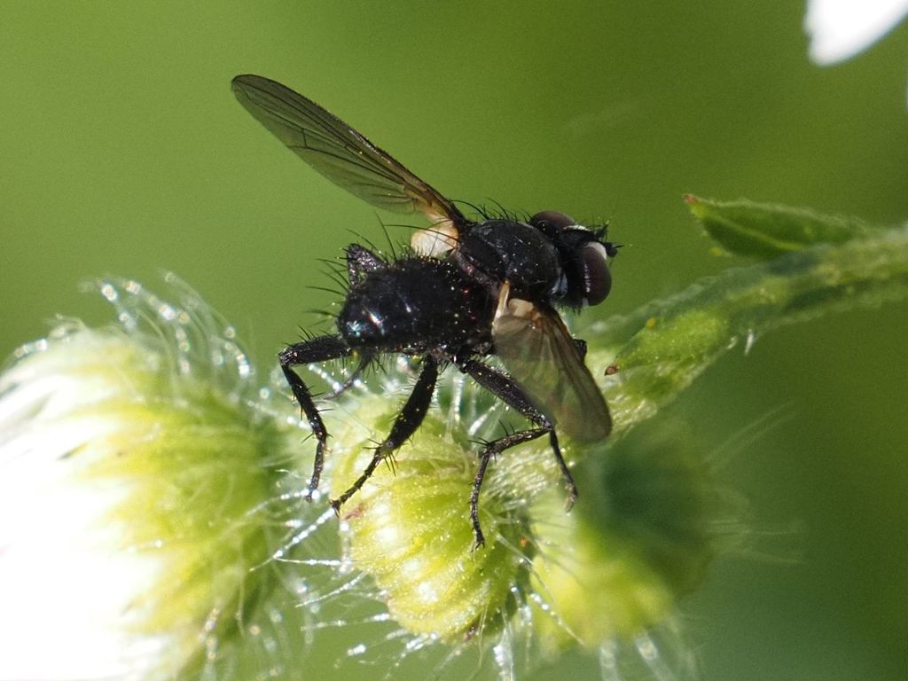 Phania funesta from Neunkirchen, Niederösterreich, Austria on August 22 ...