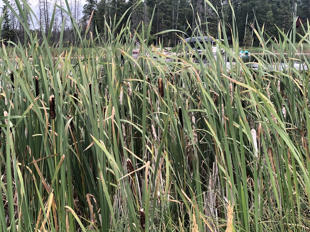 broadleaf cattail from Lakeland No. 521, SK, CA on August 29, 2020 at ...