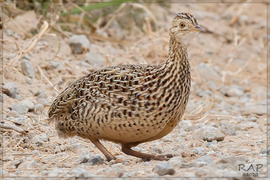 Tinamous (Tinamidae) - Avian Discovery