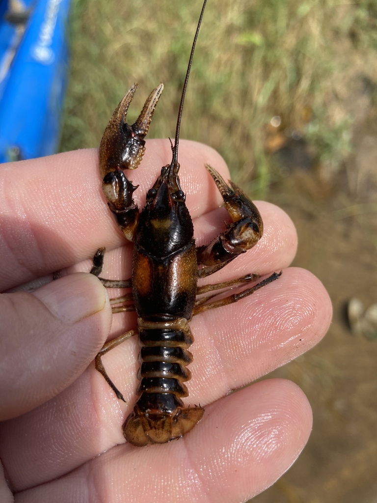 Zebra Crayfish from Locust Fork, Trafford, AL, US on September 1, 2020 ...