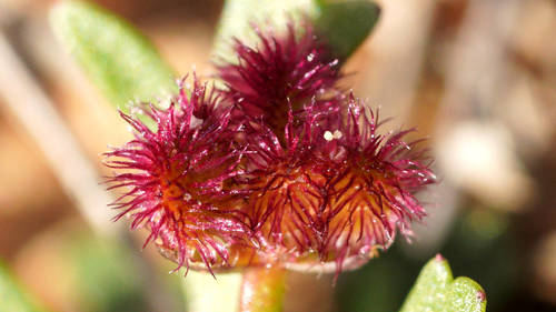 Purple Trachymene (Trachymene cyanopetala) · iNaturalist
