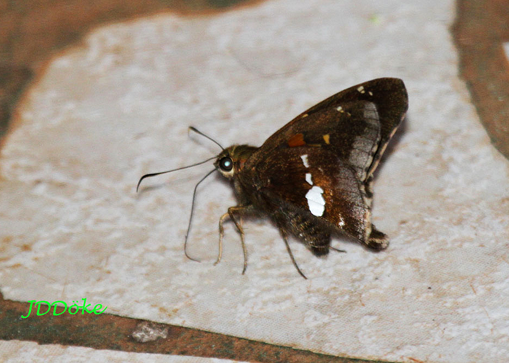 Epargyreus clavicornis clavicornis (Panamã Guaçu I) · iNaturalist