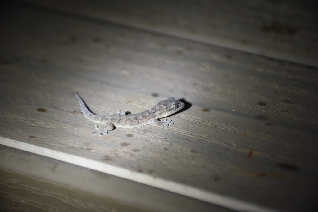 Maria Islands Leaf-toed Gecko from Point Radix, Ortoire, Trinidad and ...